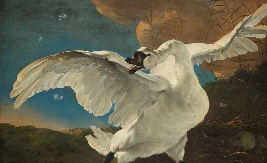 Famous Bird Paintings: Floating Feathers & Vicious Swans - tiqets.com